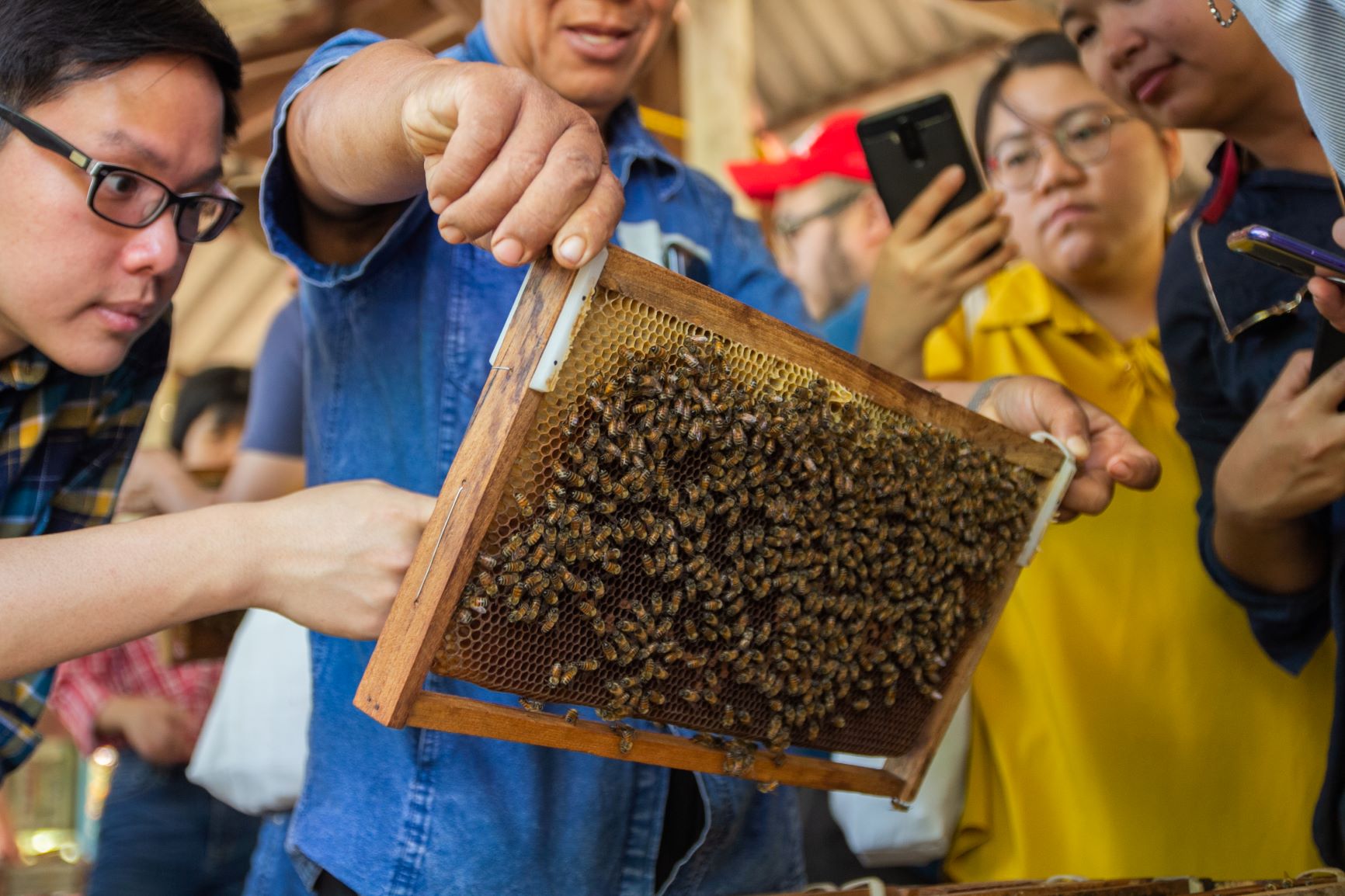 Pollinators and biodiversity